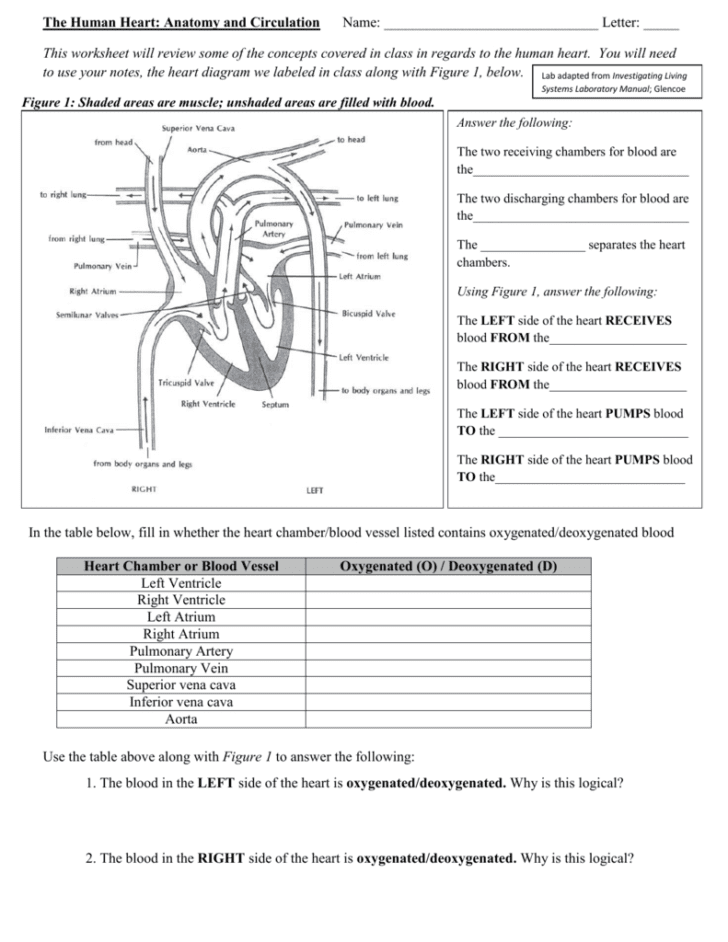 Blood Flow Worksheet Answer Key — db-excel.com