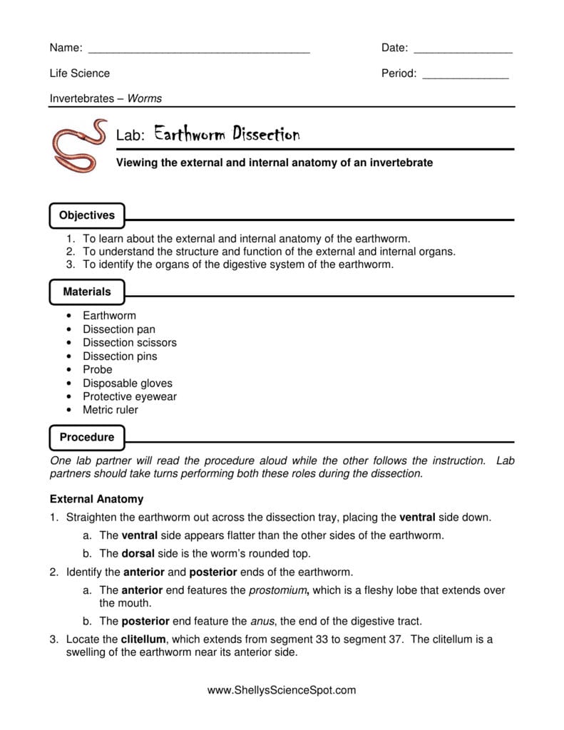 Earthworm Dissection Worksheet Db excel