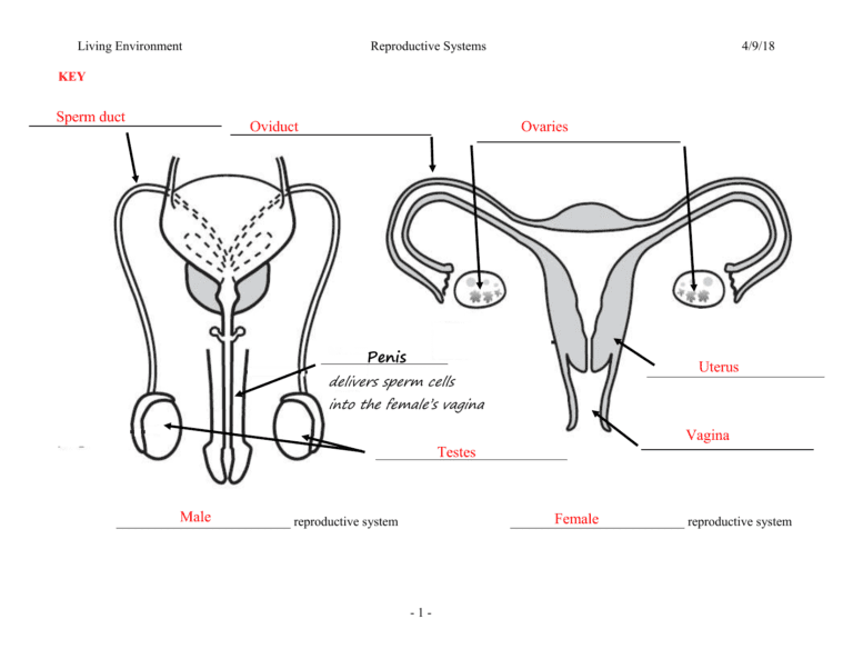 Female Reproductive System Worksheets