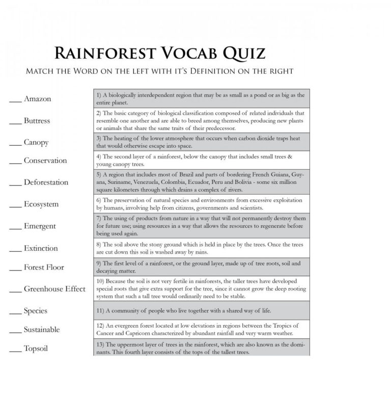 Layers Of The Rainforest Worksheet — db-excel.com