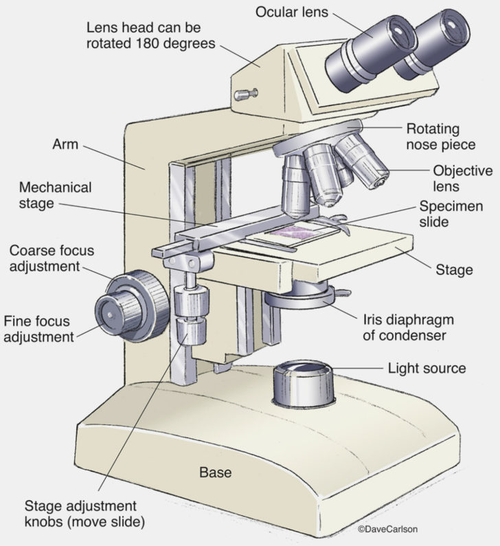 The Compound Light Microscope Worksheet — db-excel.com