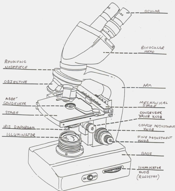 Microscope Labeling Worksheet Worksheets For All Download — db-excel.com