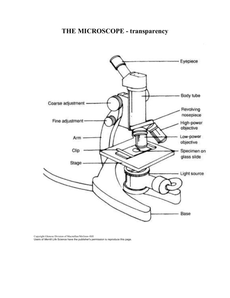 Using A Microscope Worksheet — db-excel.com