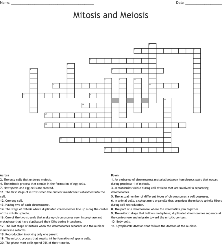 Mitosis And Meiosis Crossword Word — db-excel.com