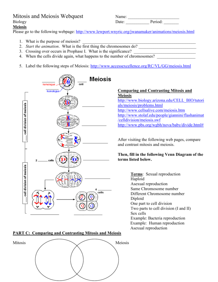 Mitosis And Meiosis Webquest — db-excel.com