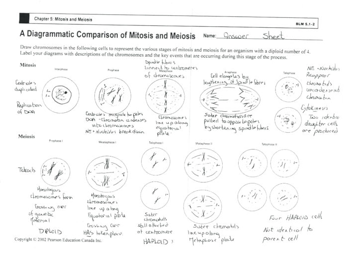 Worksheet 3 9 Mitosis Sequencing Answers — db-excel.com