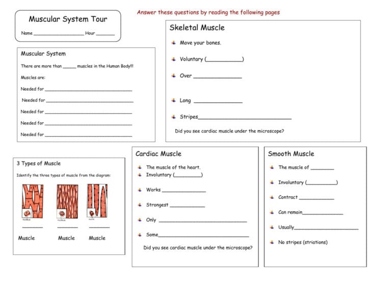 Muscular System Worksheet Answers — db-excel.com