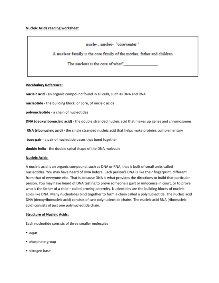 Nucleic Acids Reading Worksheet Vocabulary Reference Nucleic — db-excel.com