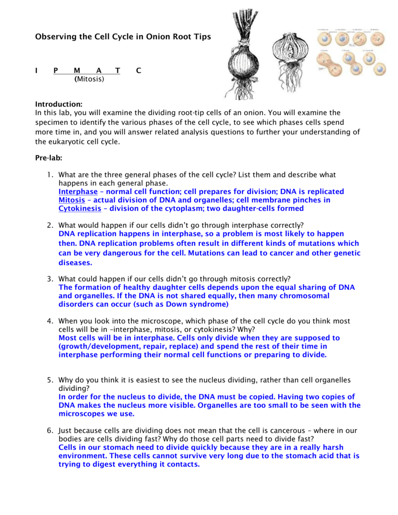 Observing The Cell Cycle In Onion Root Tips I P M A T C Mitosis Db Observing The Cell Cycle In Onion Root Tips I P M A T C Mitosis Db