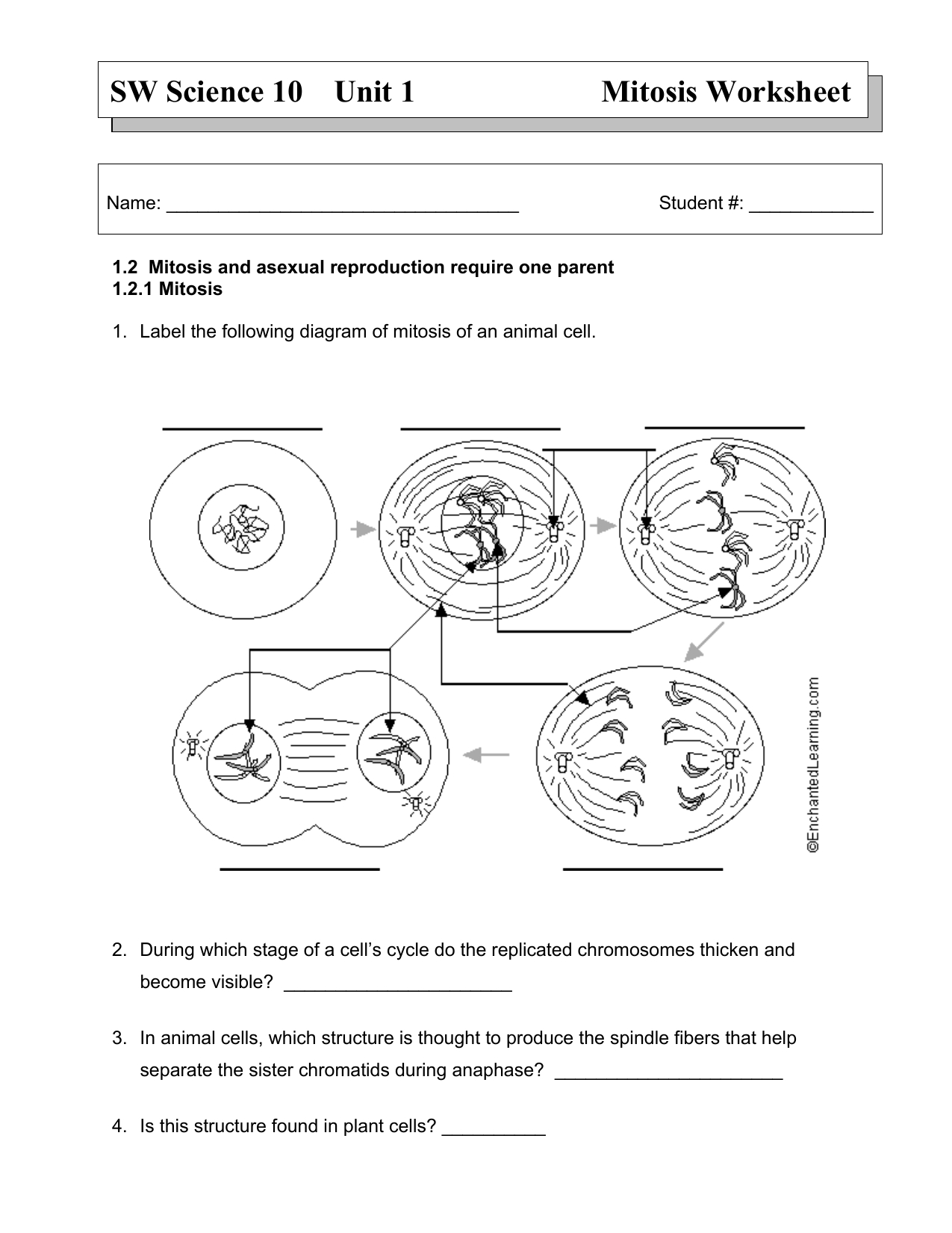 Onion Cell Mitosis Worksheet Answers Netvs Db excel Onion Cell Mitosis Worksheet Answers Netvs Db excel