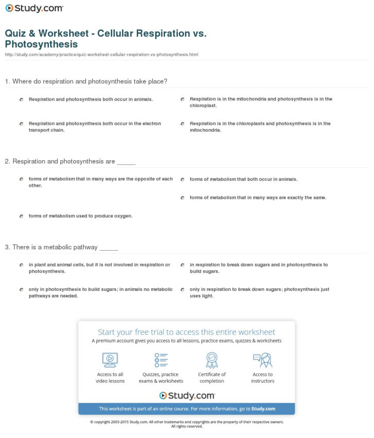 Photosynthesis And Cellular Respiration Worksheet Answer Key — db-excel.com