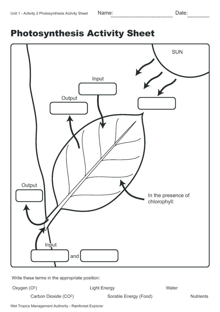 Photosynthesis Coloring Pages Worksheets – Oneupcolorco — db-excel.com