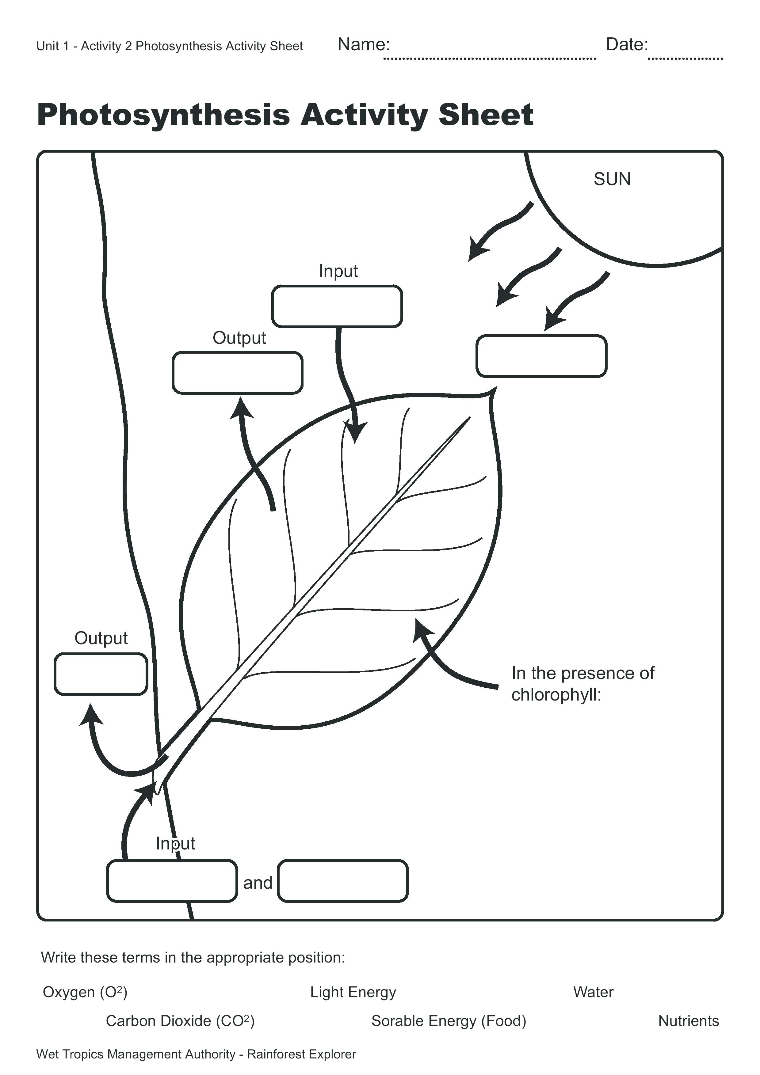 Photosynthesis Coloring Pages Worksheets Oneupcolorco Db excel Photosynthesis Coloring Pages Worksheets Oneupcolorco Db excel