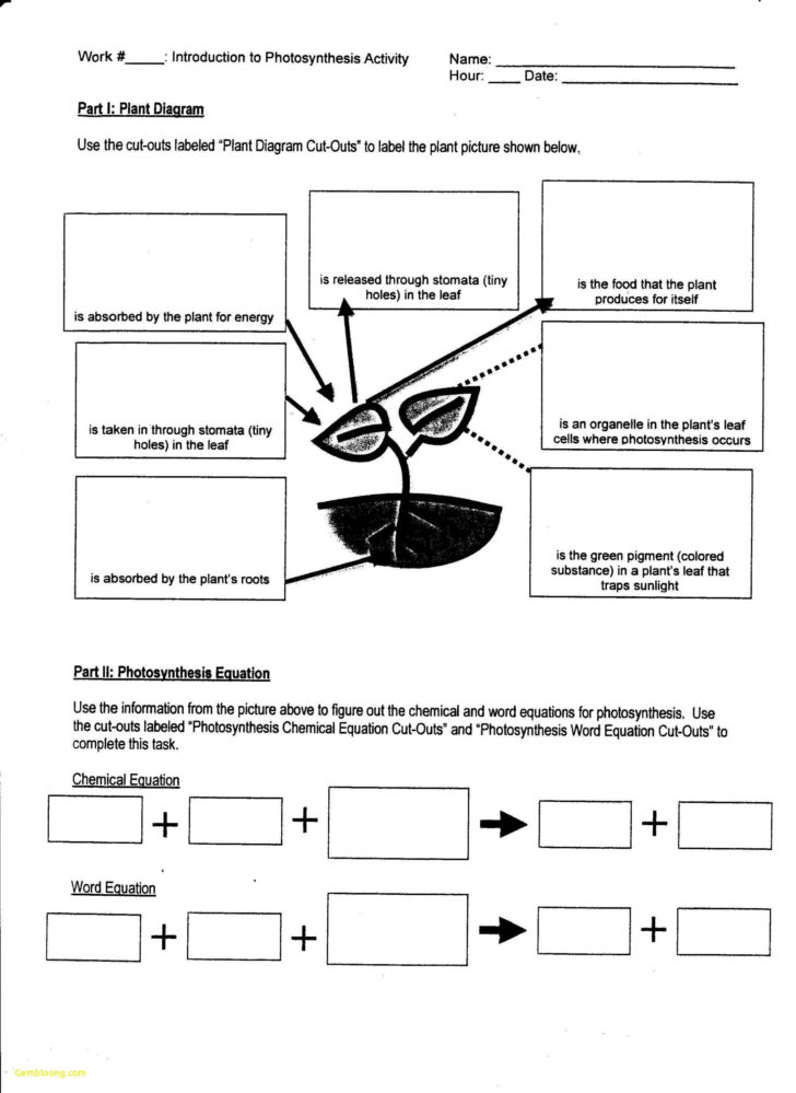 Photosynthesis Worksheet High School — db-excel.com