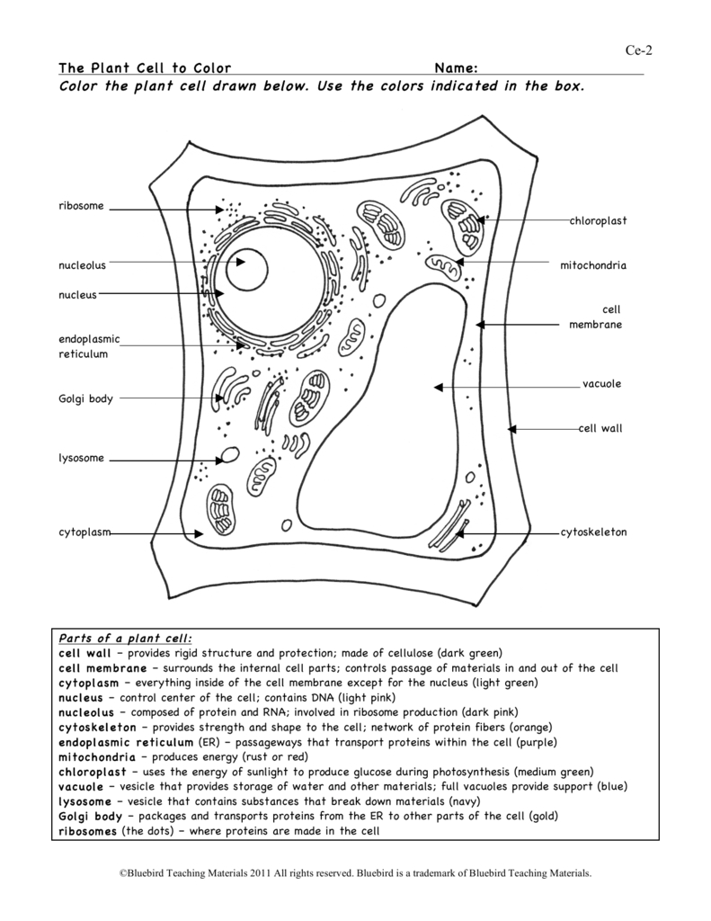 Label Plant Cell Worksheet Db excel