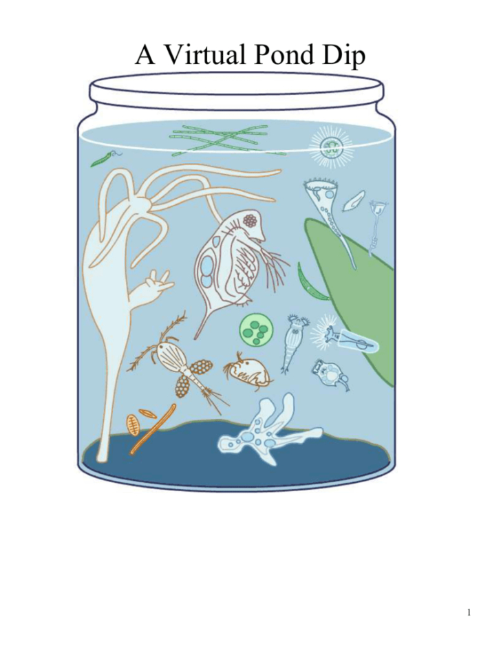 Pond Water Microscope Lab Worksheet — db-excel.com