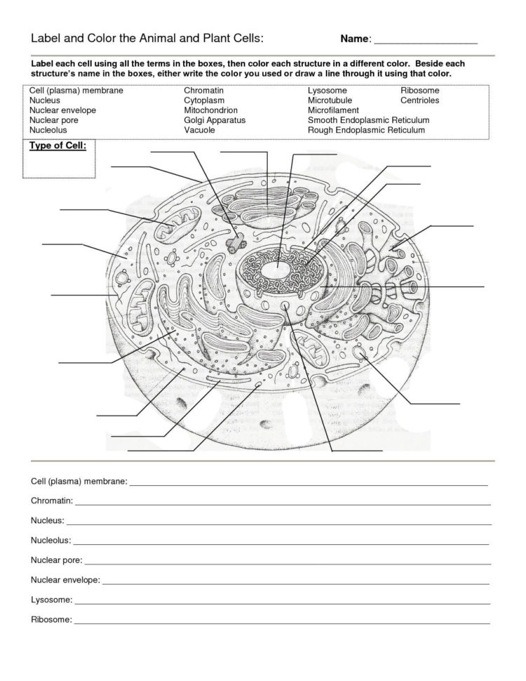 Prokaryotic And Eukaryotic Cells Worksheet Answers Db excel