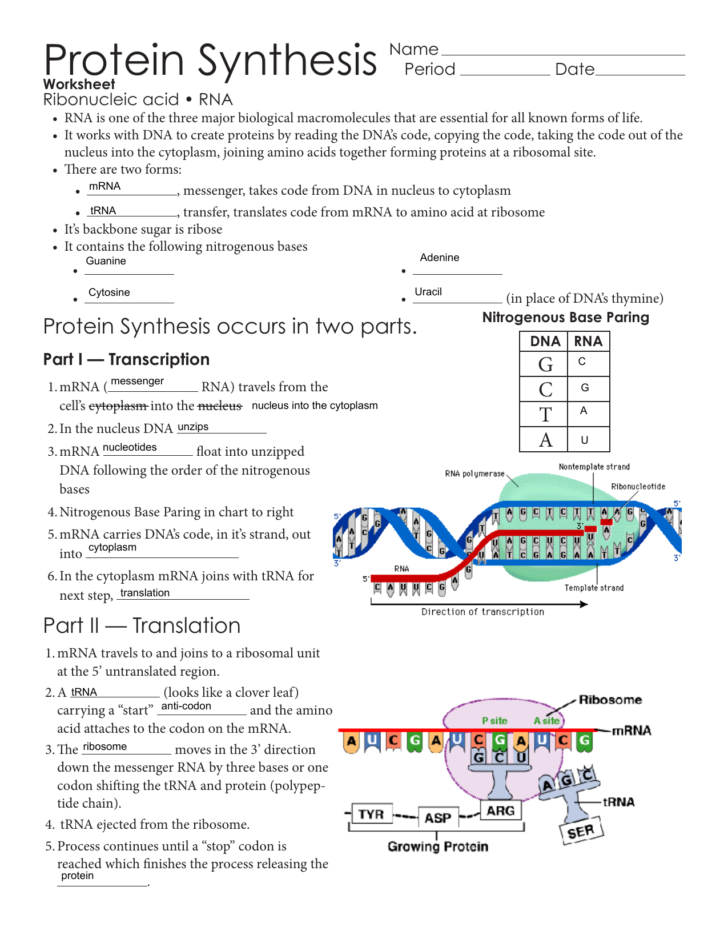 Protein Synthesis And Amino Acid Worksheet Answer Key — db-excel.com