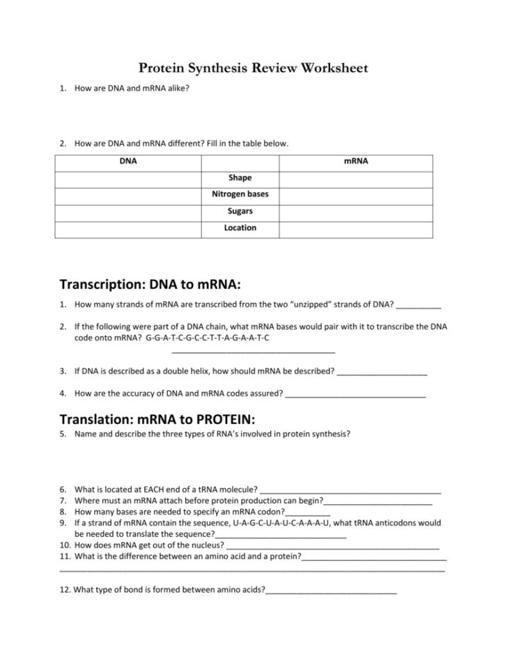 Protein Synthesis Review Worksheet — db-excel.com