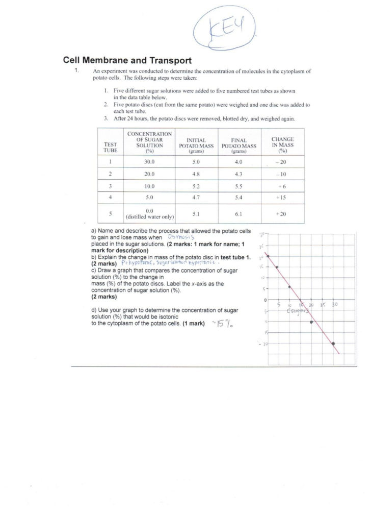 Protein Synthesis Webquest Worksheet Answer Key — db-excel.com