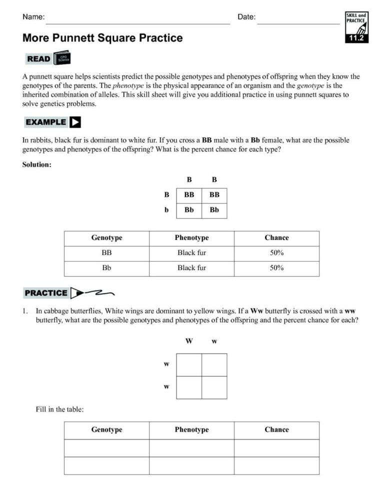Punnett Square Practice Problems Worksheet — db-excel.com