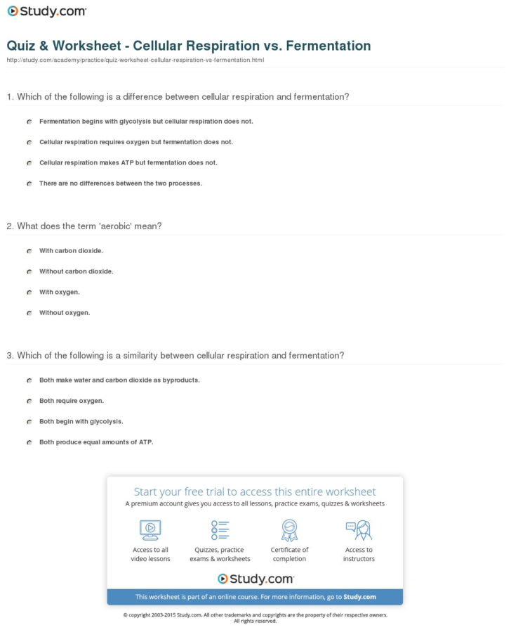 Cellular Respiration And Fermentation Worksheet Answers — db-excel.com