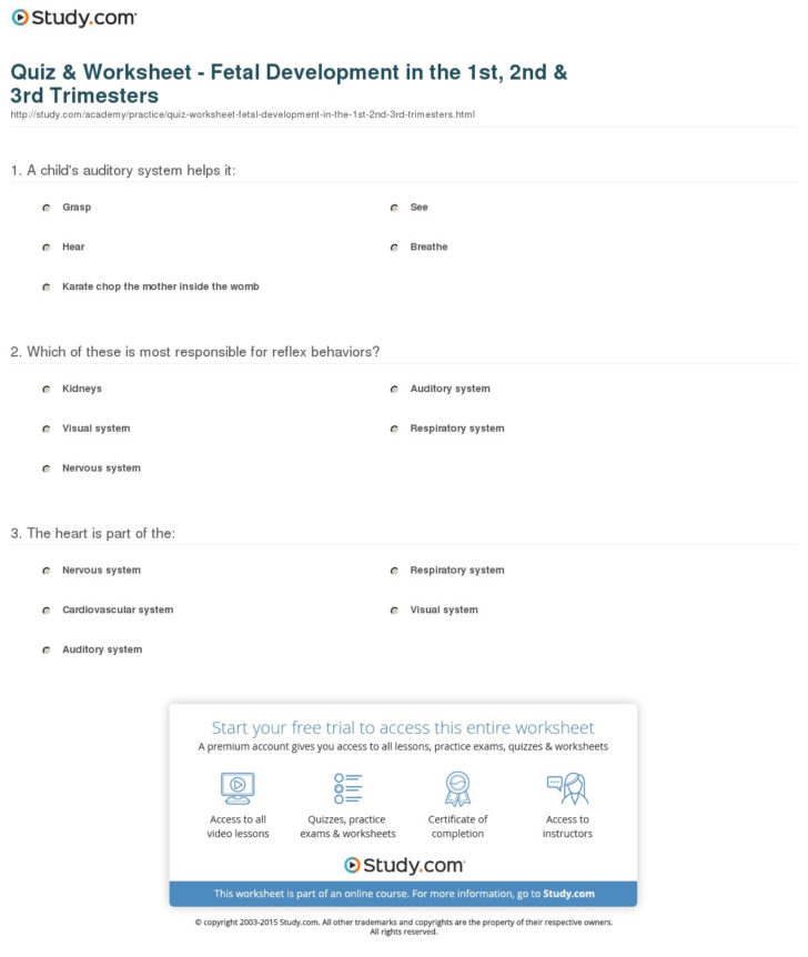 Fetal Development Worksheet — db-excel.com