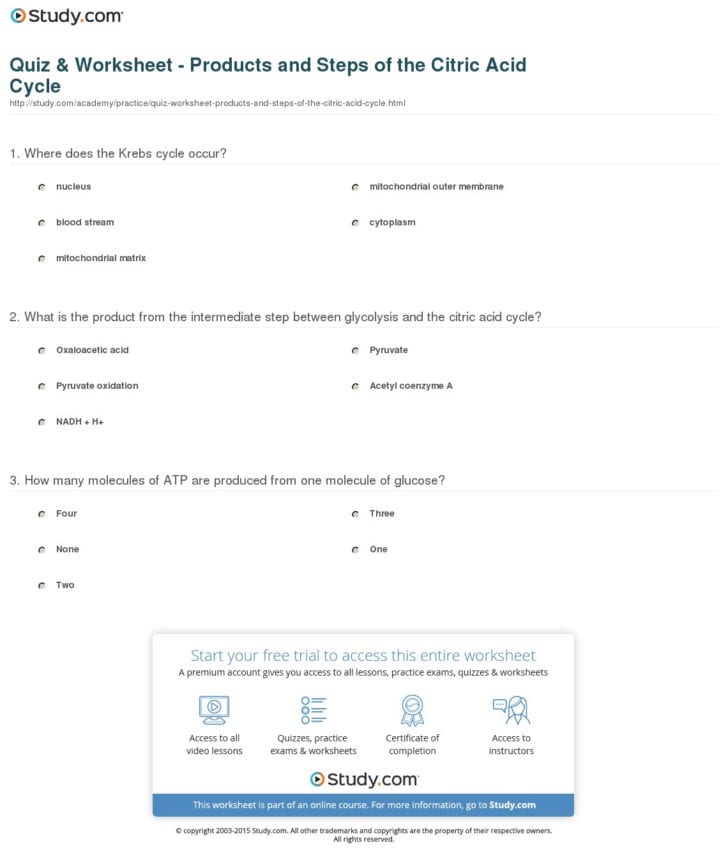 The Krebs Cycle Student Worksheet — db-excel.com
