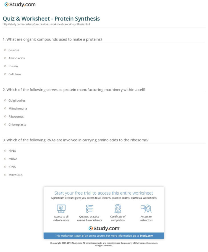 Quiz Worksheet Protein Synthesis Study — db-excel.com