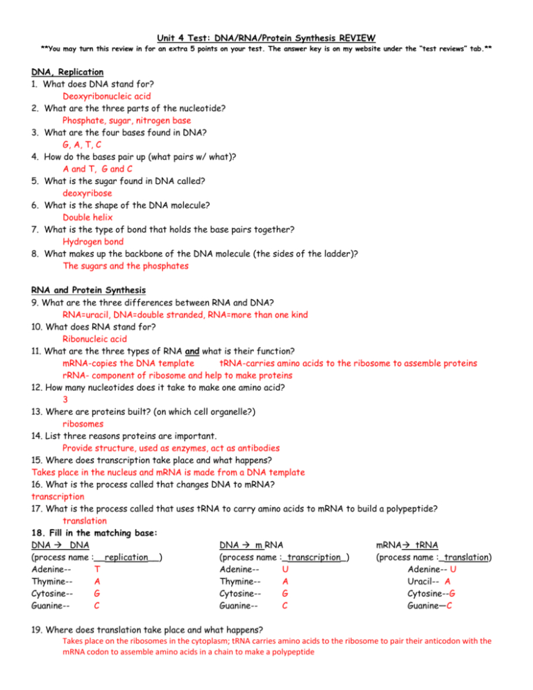 Protein Synthesis And Amino Acid Worksheet Answer Key — db-excel.com