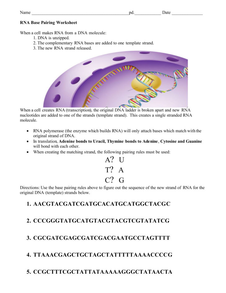 Rna Base Pairing Worksheet — db-excel.com