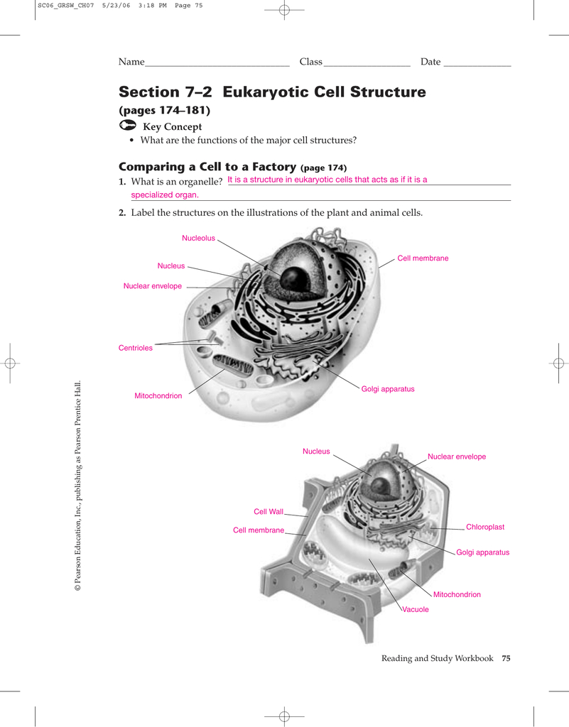 7 2 Cell Structure Worksheet Answers Db excel