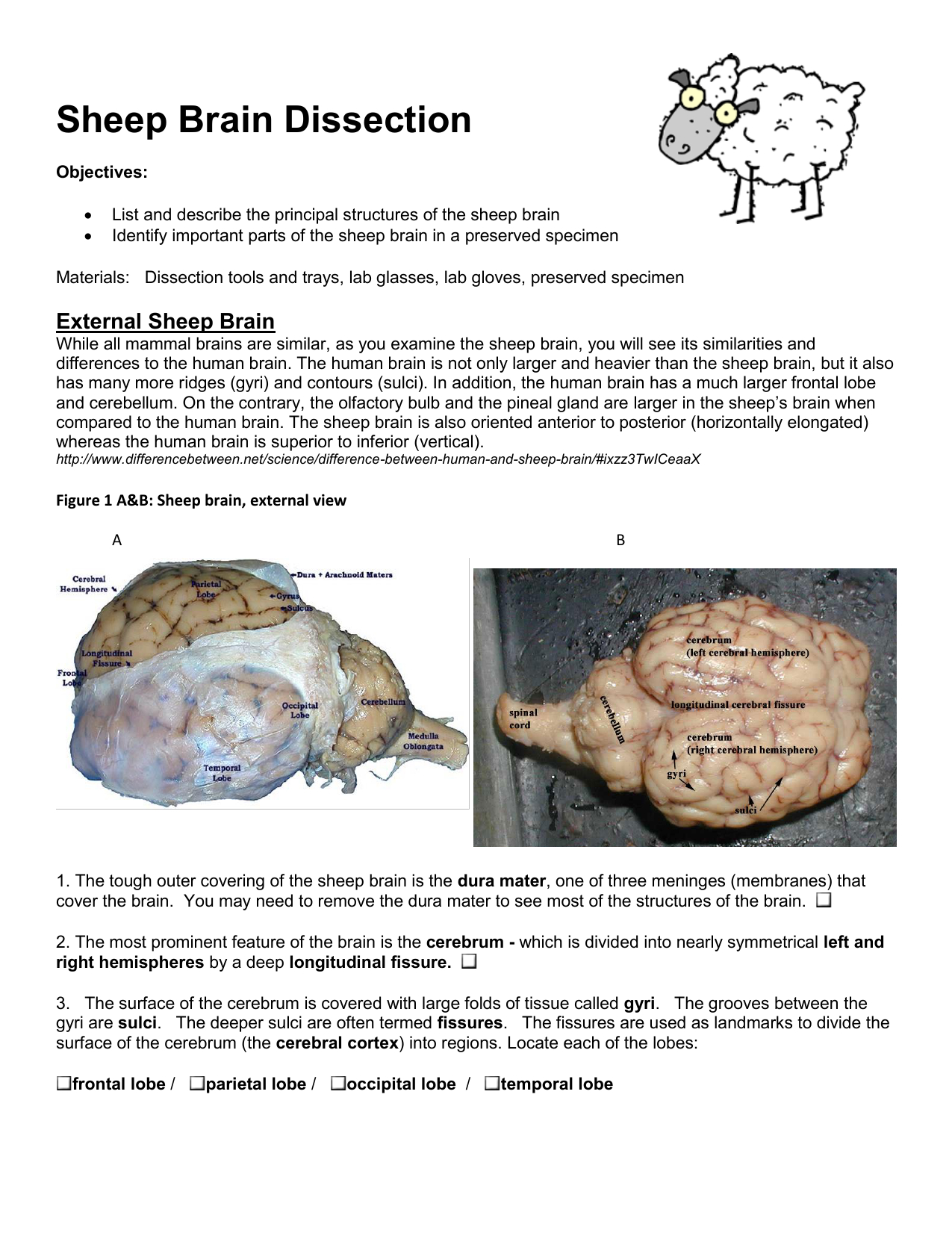 Sheep Brain Labeling Worksheet