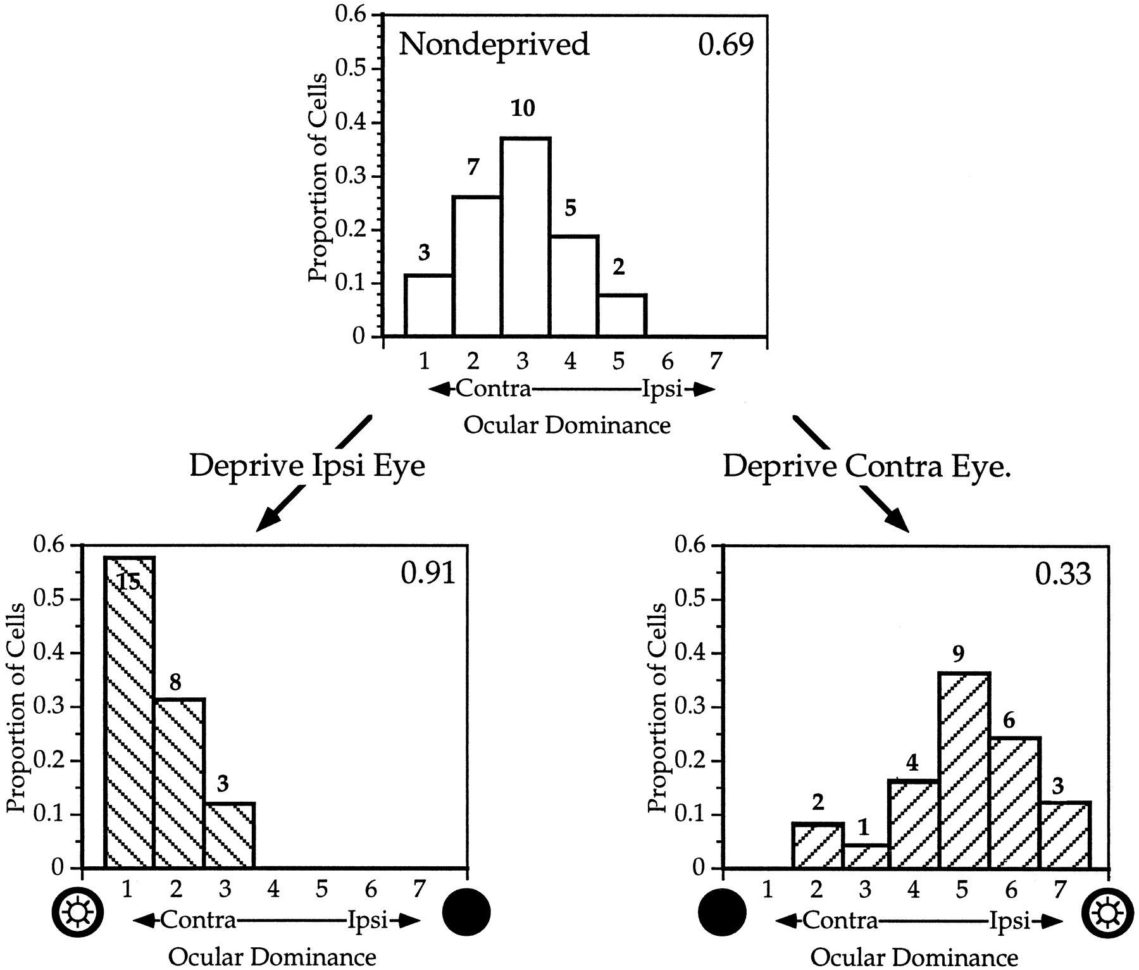 Sheep Brain Dissection Analysis Worksheet Answers — db-excel.com