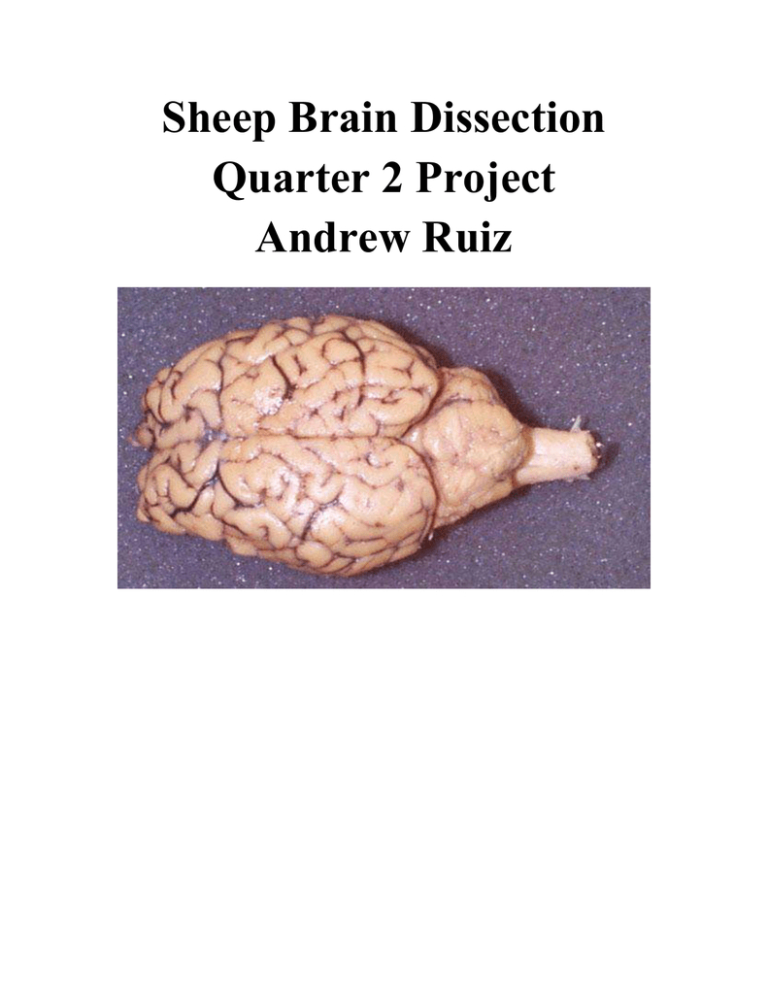 Sheep Brain Dissection Report — db-excel.com