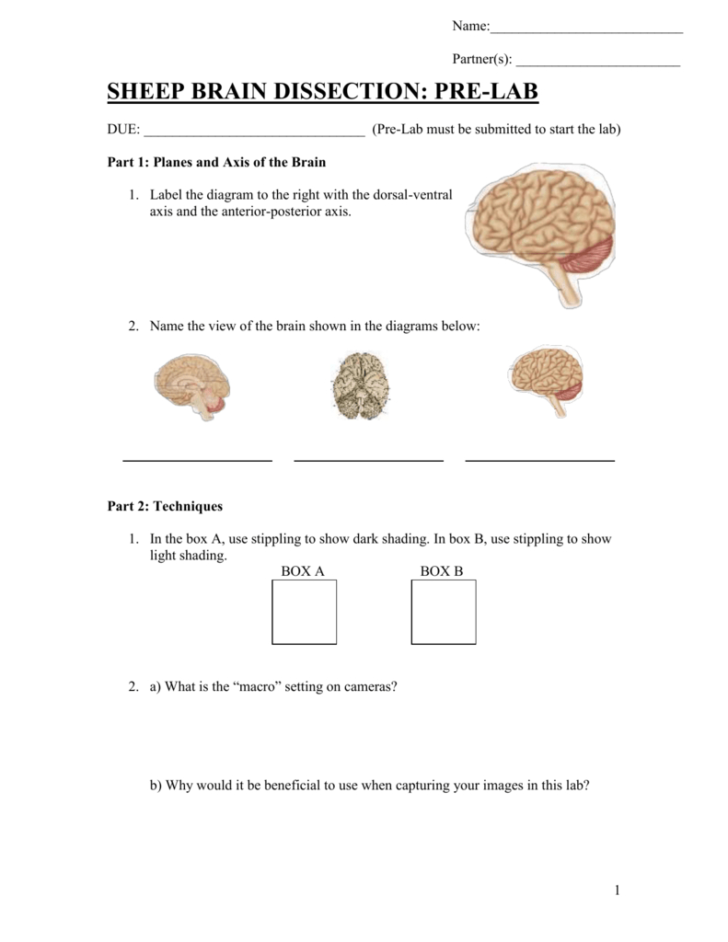 Sheep Brain Dissection Worksheet — db-excel.com