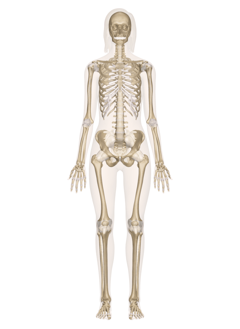 Skeletal System – Labeled Diagrams Of The Human Skeleton — db-excel.com