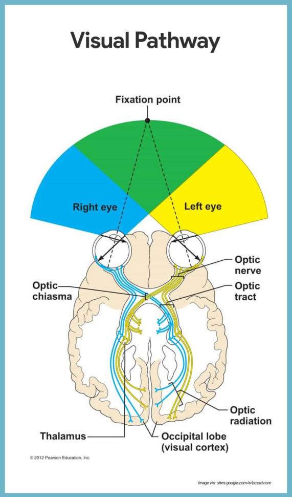 Special Senses Anatomy And Physiology Nurseslabs Db excel special-senses-anatomy-and-physiology-nurseslabs-db-excel