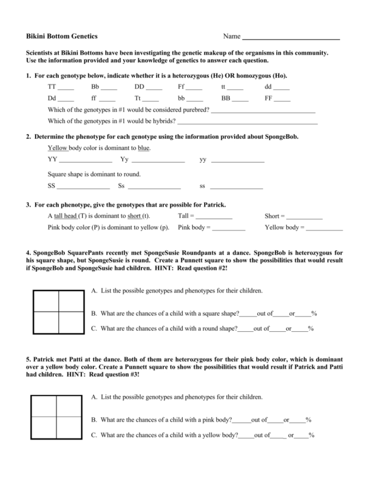 Spongebob Genotype Worksheet Answers — db-excel.com