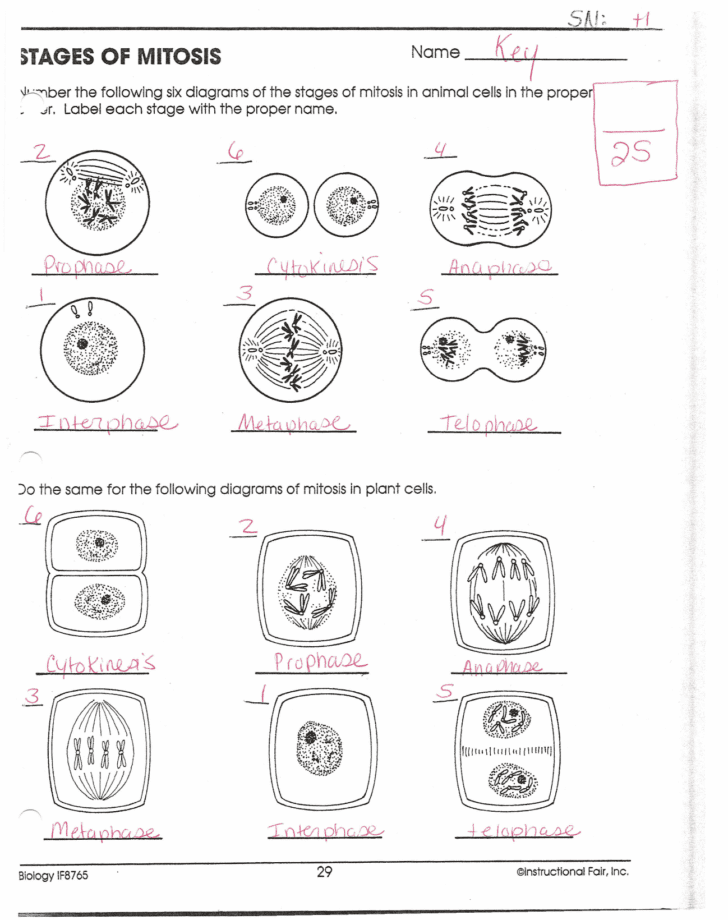 Stages Of Mitosis Db excel Stages Of Mitosis Db excel