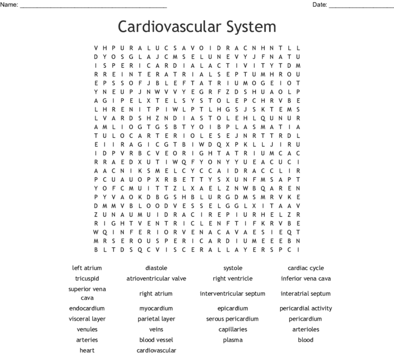 The Cardiovascular System Word Search Word — db-excel.com