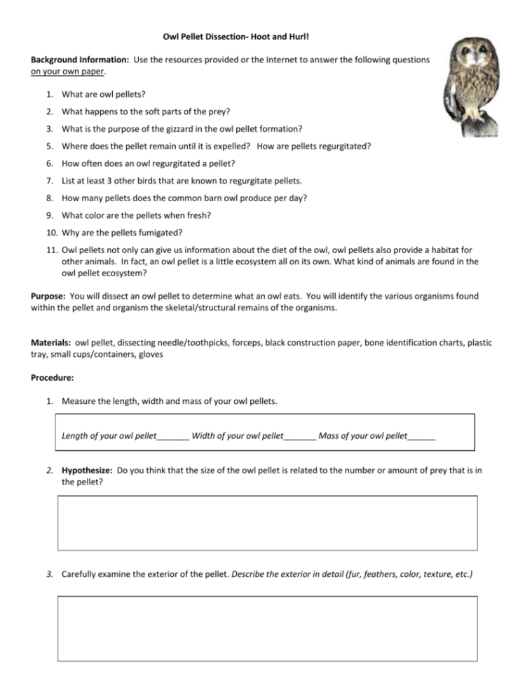 Owl Pellet Dissection Worksheet — db-excel.com