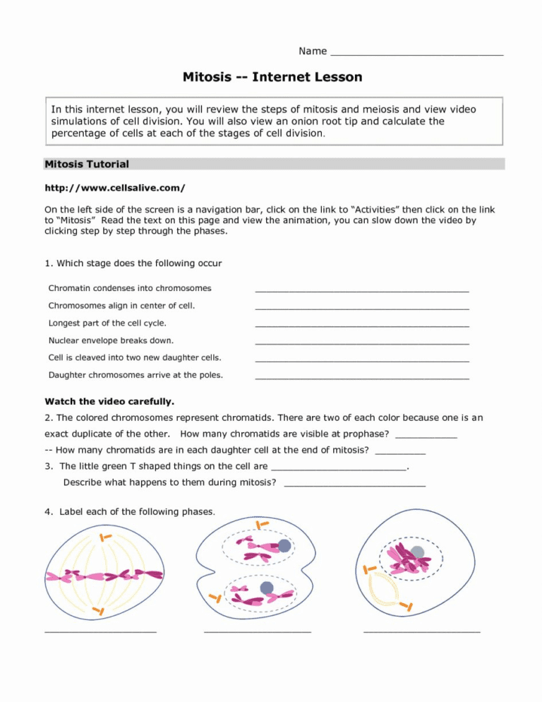 Worksheet Cell Cycle Worksheet Cell Division And The Cell — db-excel.com