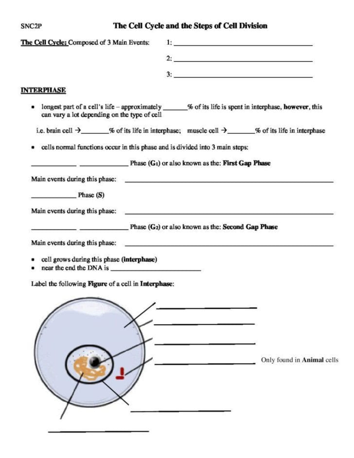 Worksheet Cell Division Worksheet The Cell Cycle And Steps — db-excel.com