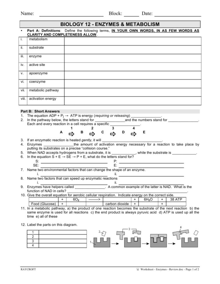Worksheet Enzymes — db-excel.com