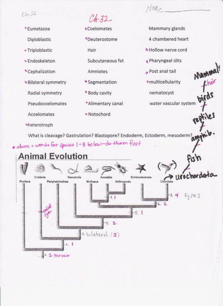 Worksheet Kingdom Classification Worksheet I Pin Originals — db-excel.com