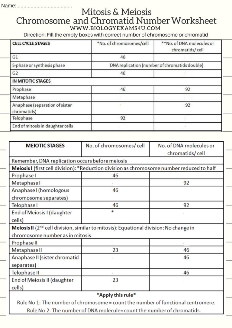 Worksheet Mitosis Versus Meiosis Worksheet Mitosis And — db-excel.com