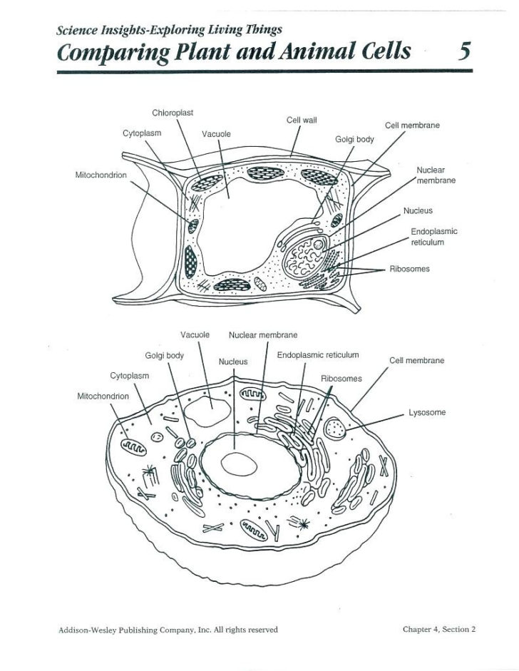 Worksheet Plant And Animal Cell Worksheet Diagram Plant — db-excel.com