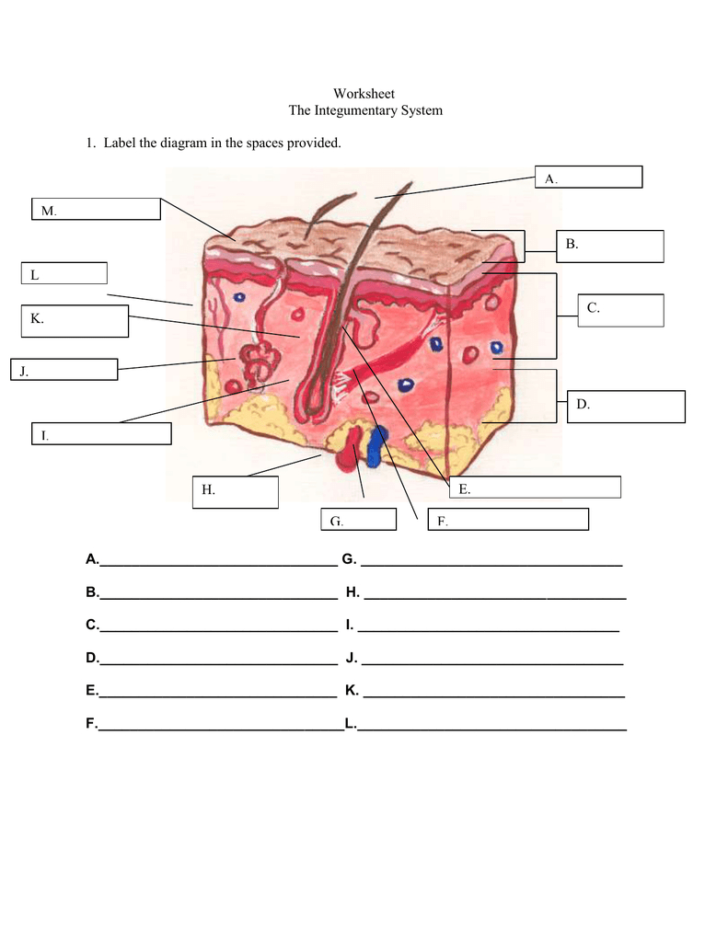 Worksheet The Integumentary System Answer Key — db-excel.com