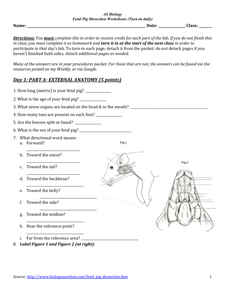 Fetal Pig Dissection Worksheet Answers Db excel Fetal Pig Dissection Worksheet Answers Db excel